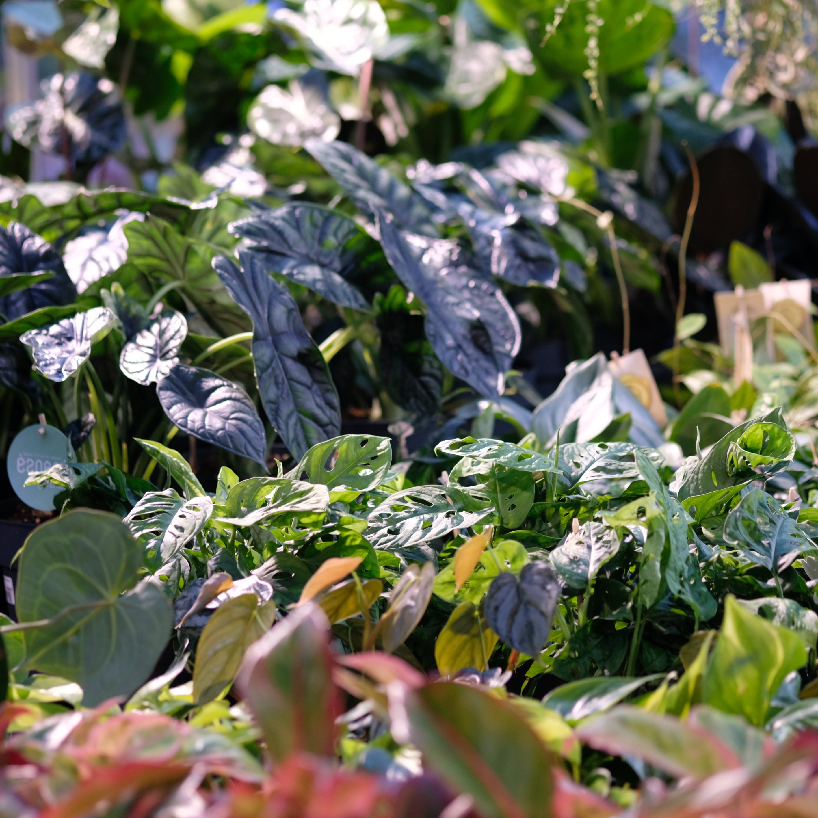 Inneplanter – Page 4 – Spanne Plantesalg