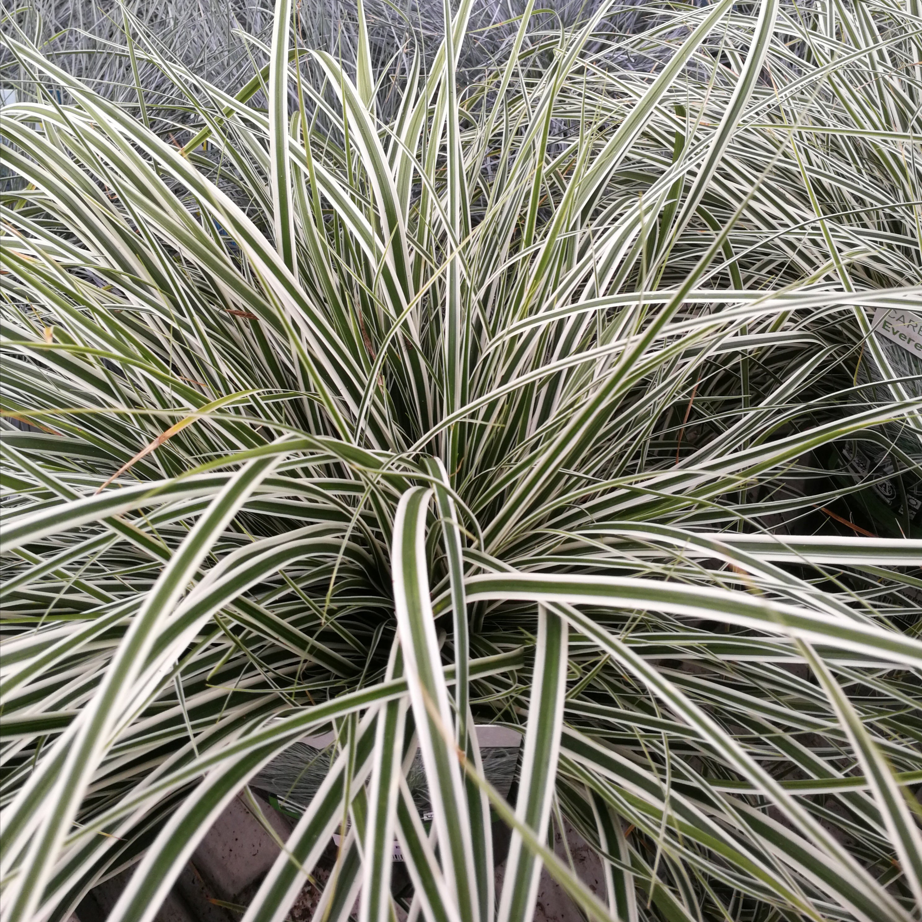 Prydgress – tagged "Prydgress" – Spanne Plantesalg