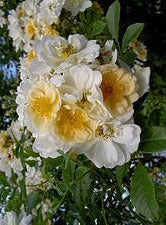 Rose Helenae Hybrida – Spanne Plantesalg
