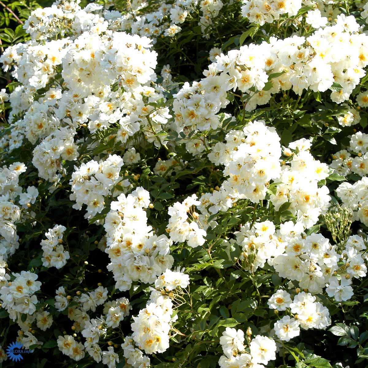 Rose Helenae Lykkefund – Spanne Plantesalg