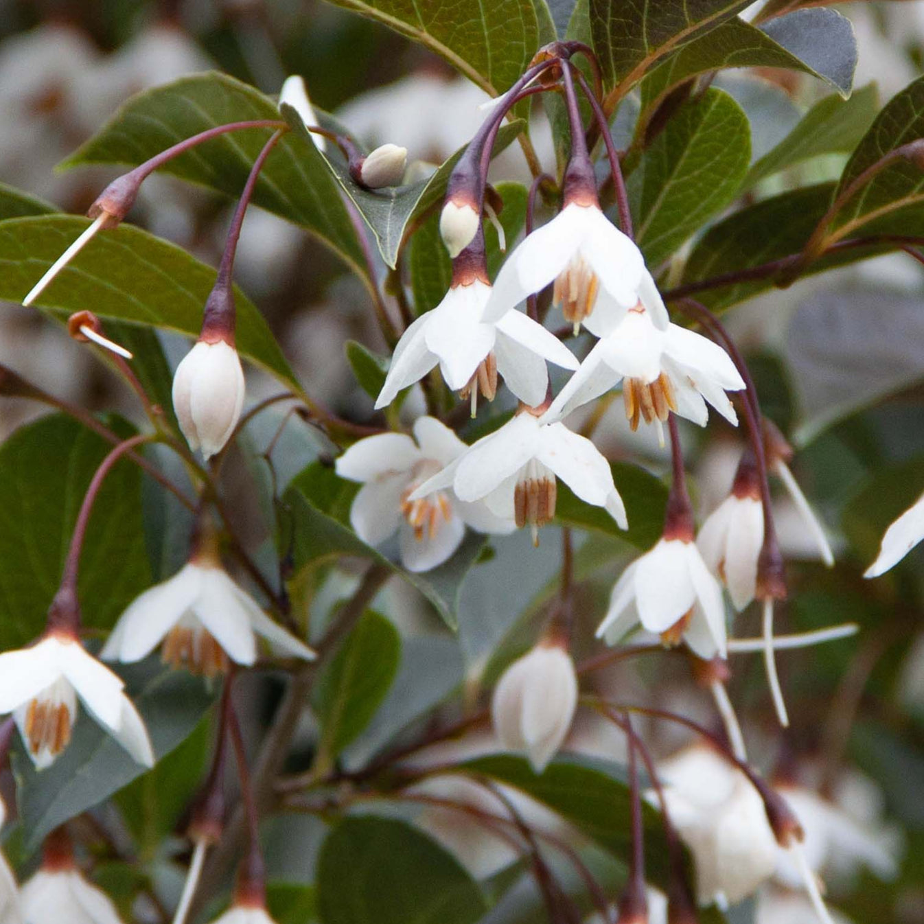 Styrax japonicus 'Evening Light' – Spanne Plantesalg