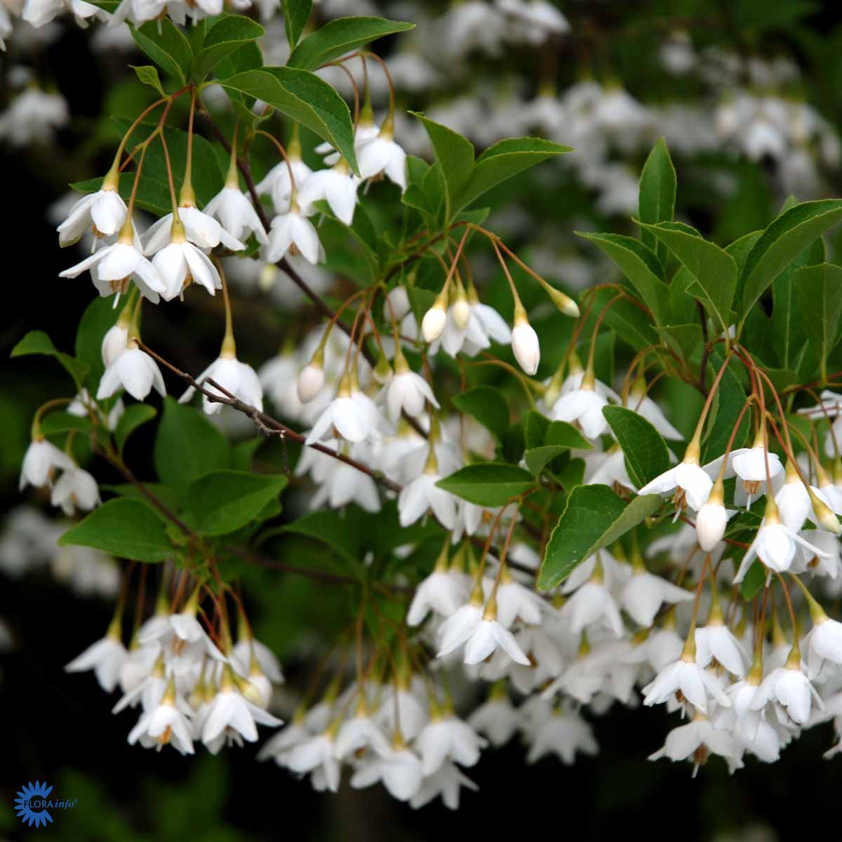 Styrax japonicus 'Fragrant Fountain' – Spanne Plantesalg