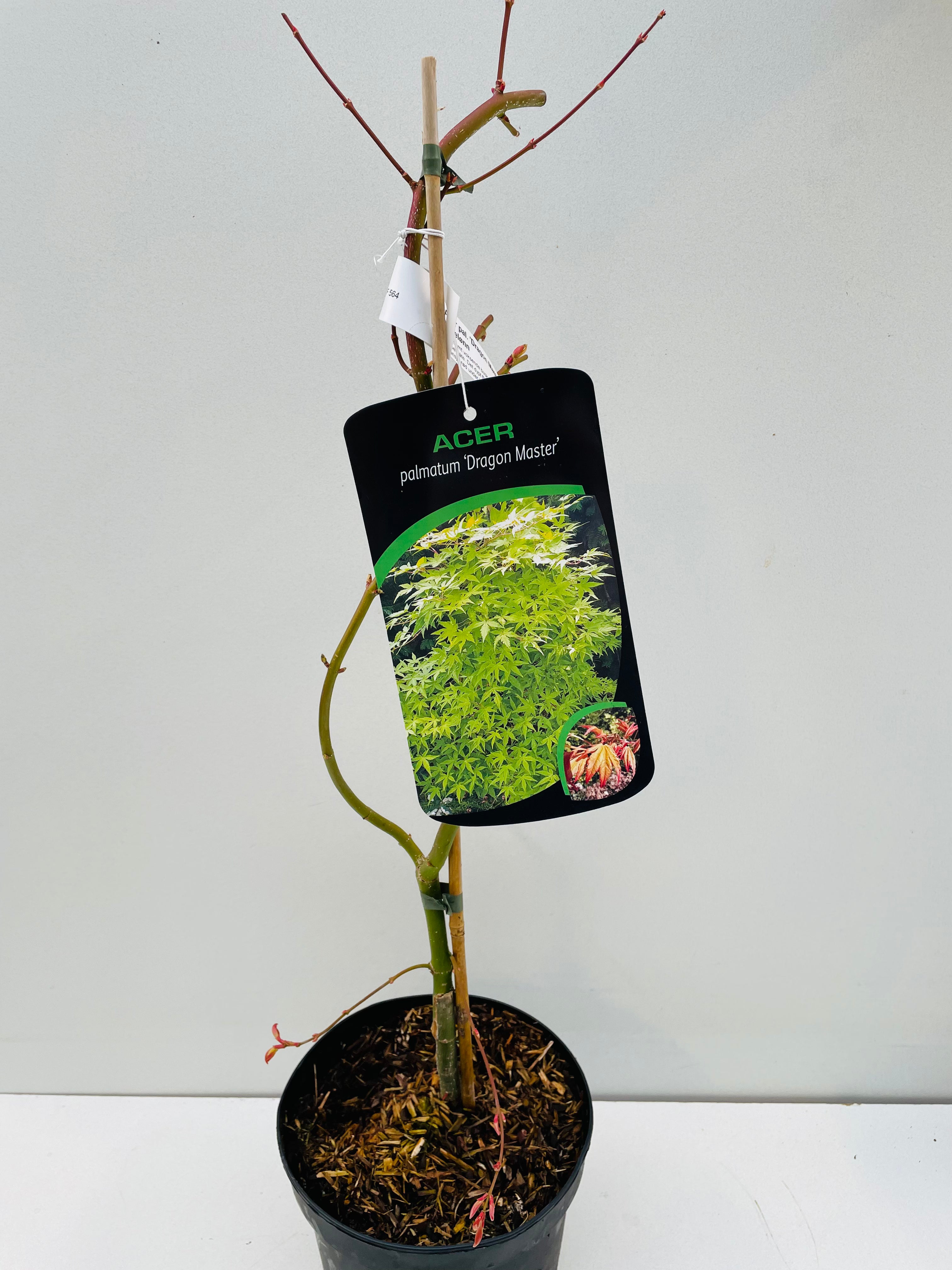 Acer palm. 'Dragon Master' – Spanne Plantesalg