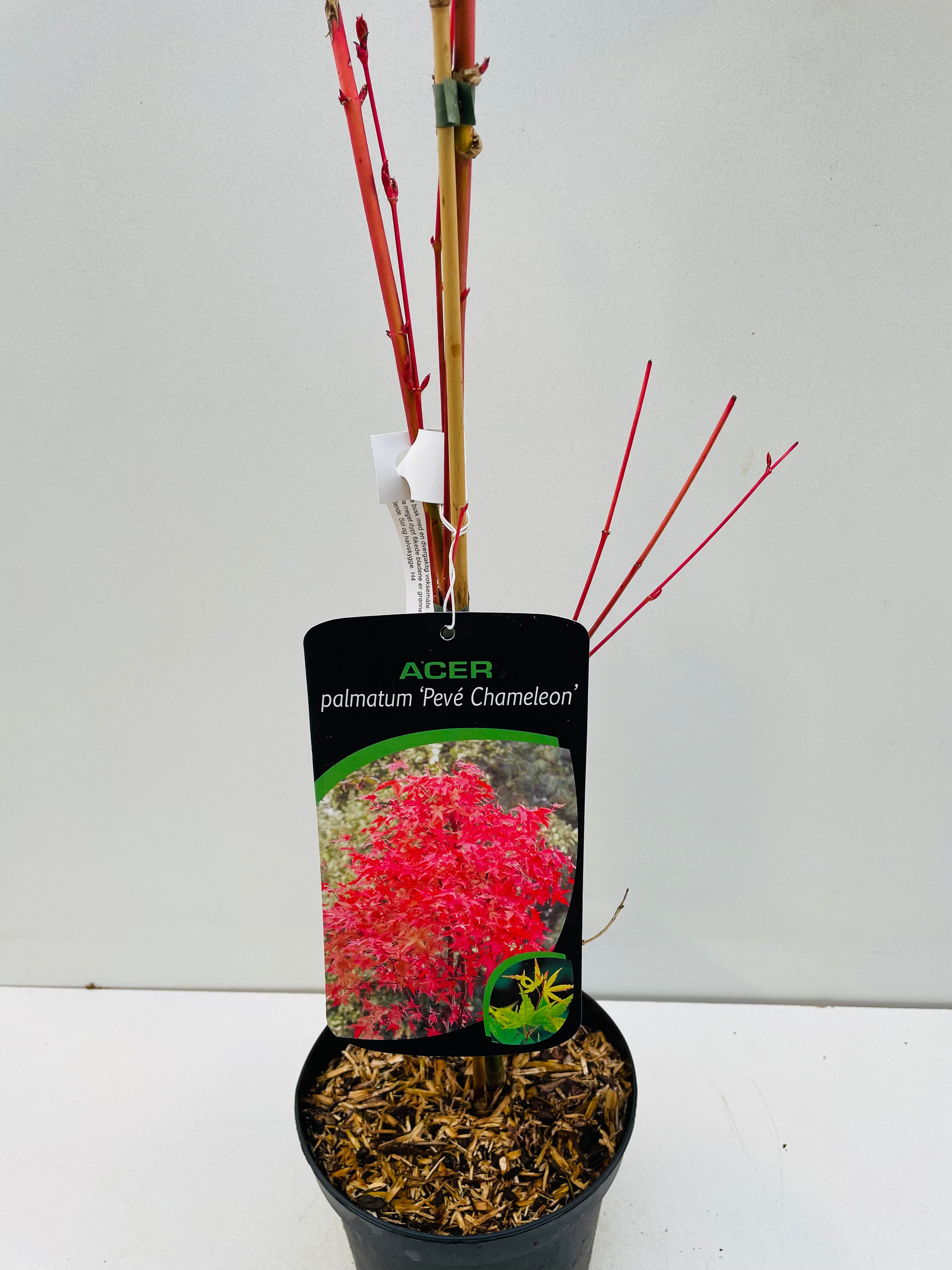 Acer palm. 'Pevé Chameleon' – Spanne Plantesalg
