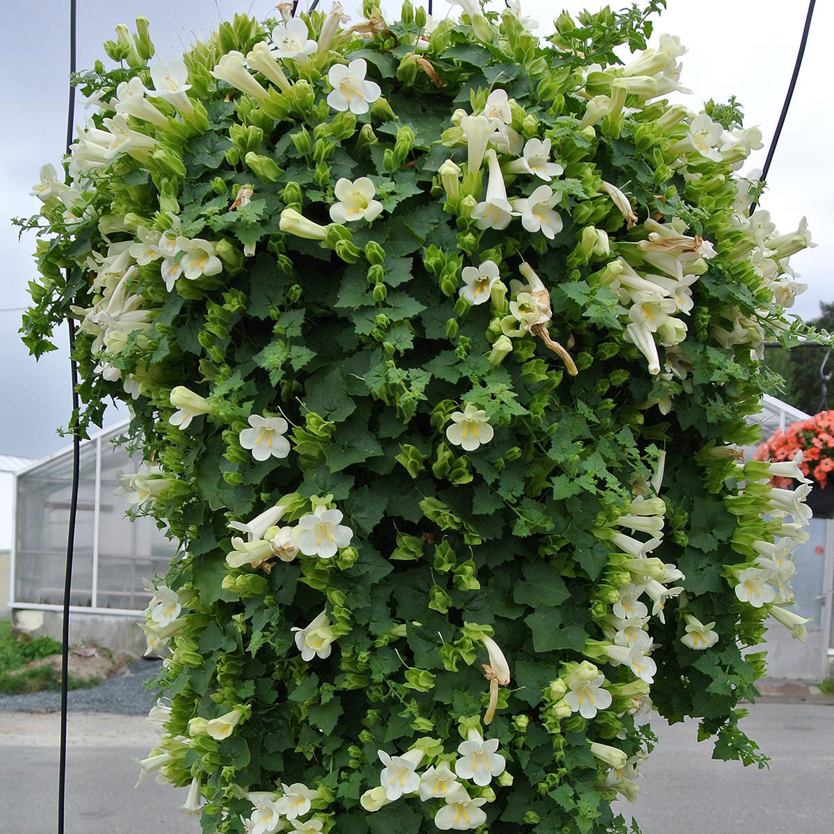 Lophospermum Lofos Compact White, Pris pr stk – Spanne Plantesalg